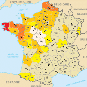 Salpêtre ou mérule : comment identifier les moisissures murales